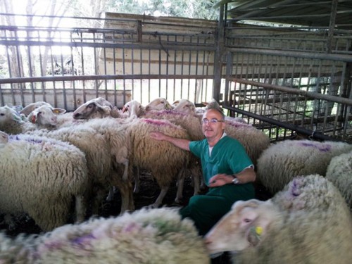 Hebrew U Researches Sheep Blindness - The Canadian Friends of Hebrew ...
