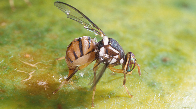 Gut Bacteria Make Key Amino Acids Dispensable, Expanding Food Options ...