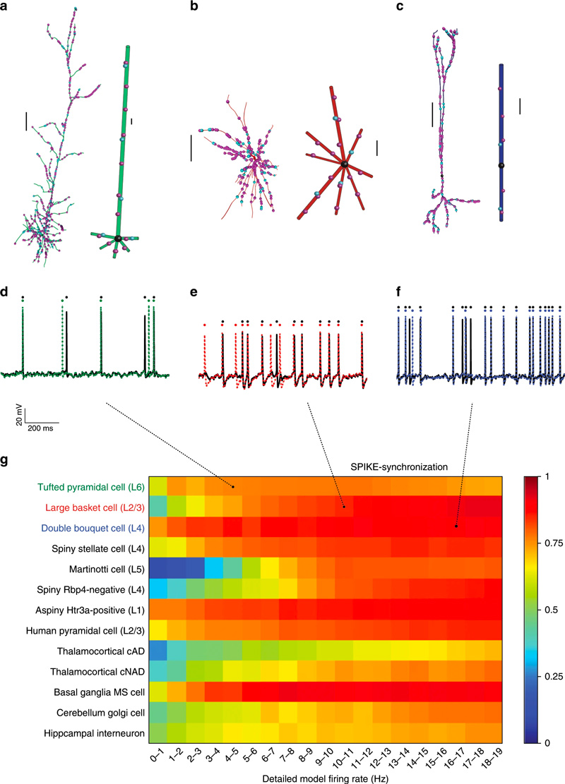 Hu Computational Brain Science Breakthrough Simplifies Complex Neuron Models The Canadian