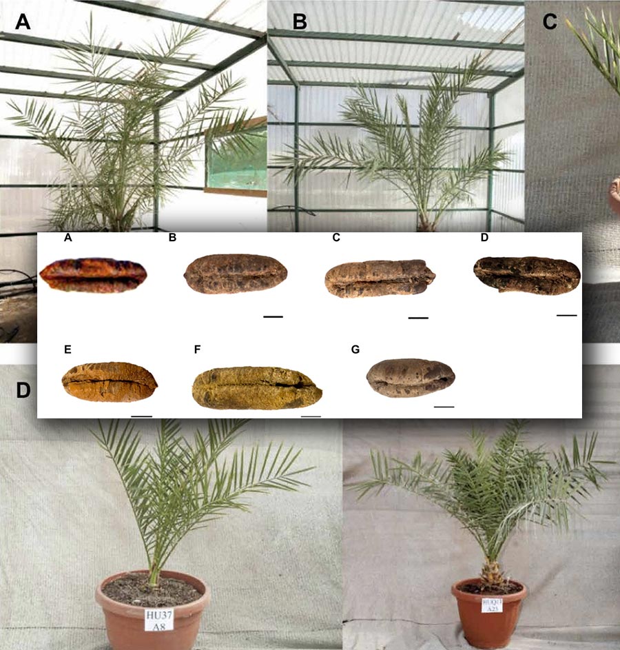 HU-Hadassah collaboration grows date palm trees from 2,000-year-old ...