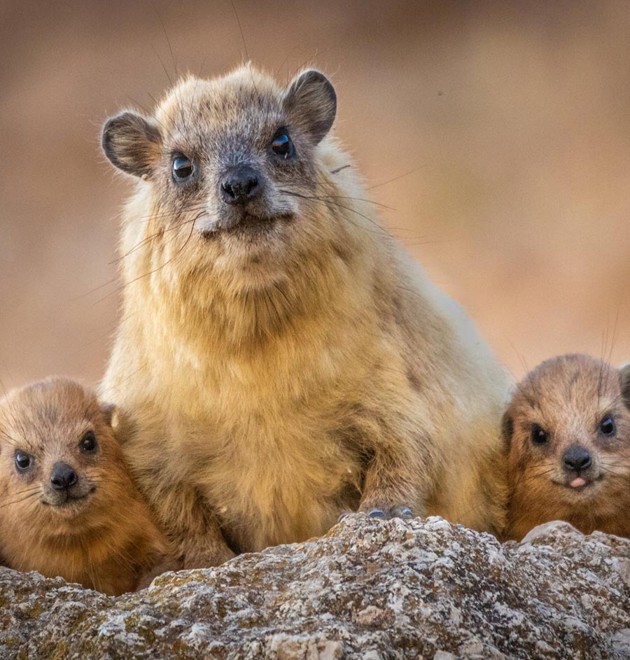 HU animal behaviourist reveals how rock rabbits sing and snort at ...