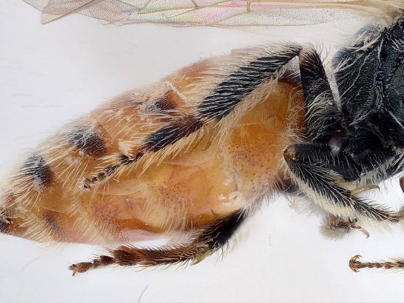 Hebrew U scientists discover new species of wild bee - The Canadian ...