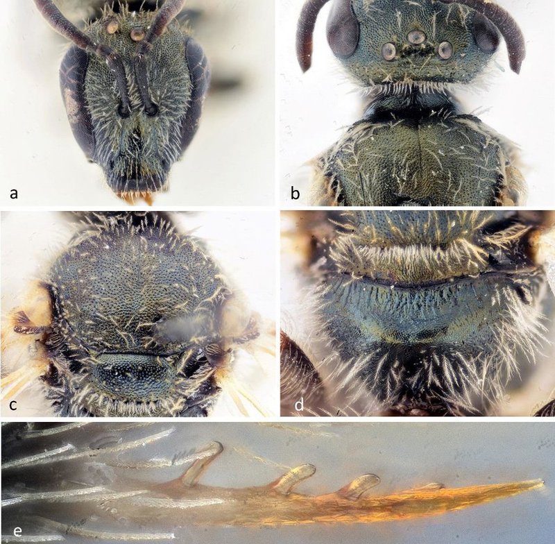 Hebrew U scientists discover new species of wild bee - The Canadian ...