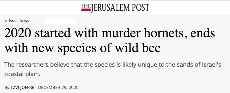 Hebrew U scientists discover new species of wild bee - The Canadian ...