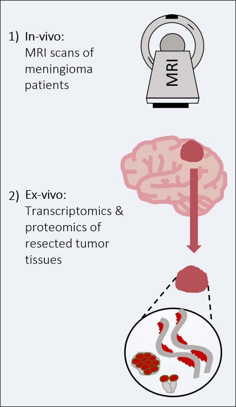 New MRI Tech from Hebrew U non-invasively tests iron for Brain Health ...