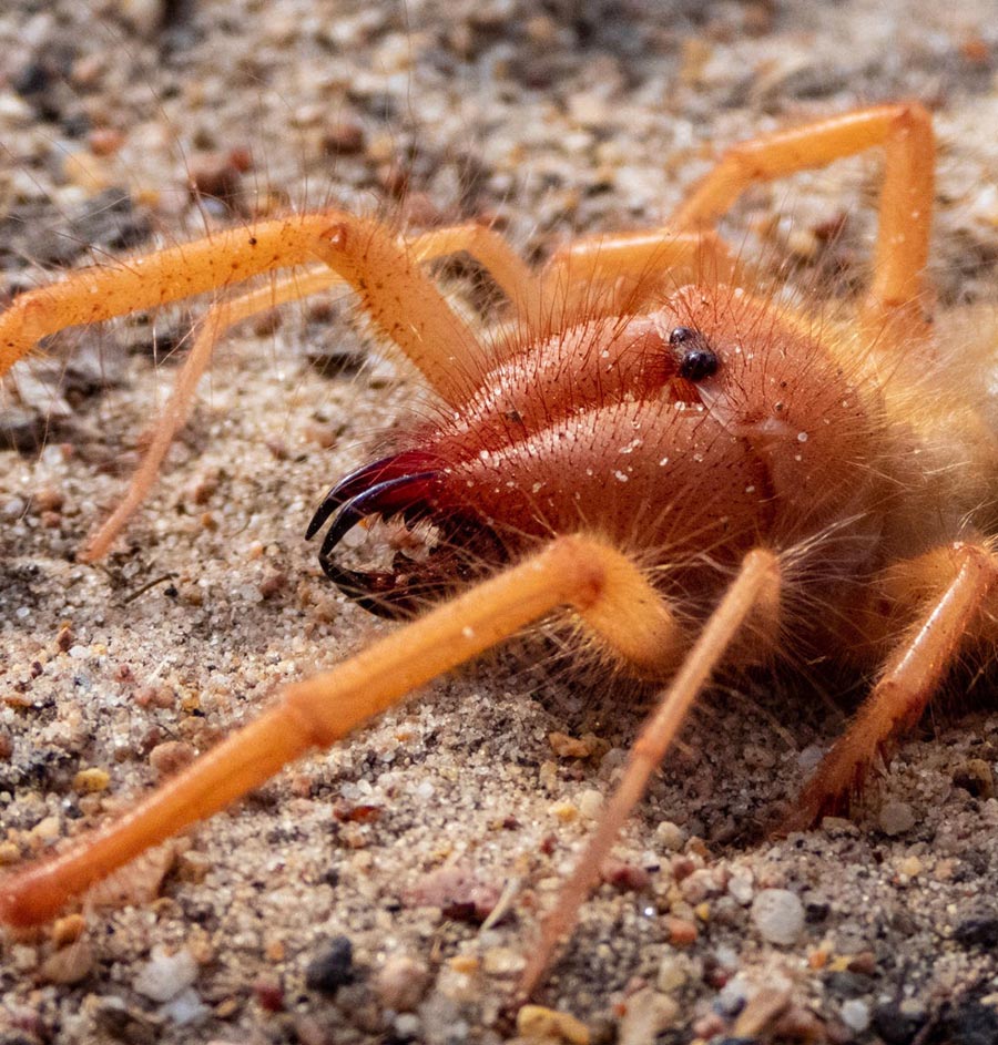 Camel Spider In Az