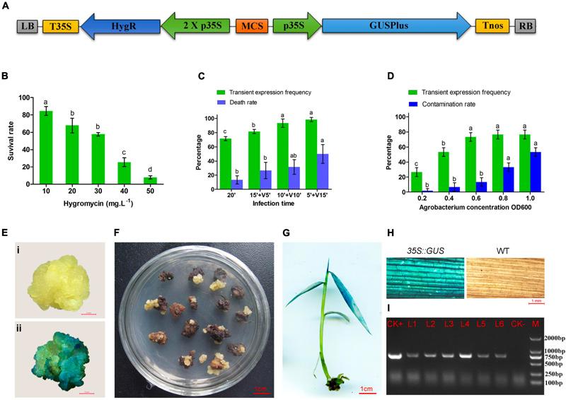 Revolutionizing Plant Genetics: A Breakthrough in Tree Cloning for ...