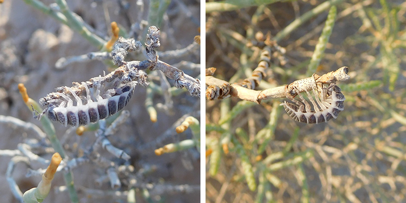 Hebrew U unravels Isopod’s Culinary Secrets and why it matters for ...