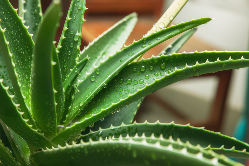Cultured Meat’s New Secret Ingredient: Aloe Vera - The Canadian Friends ...