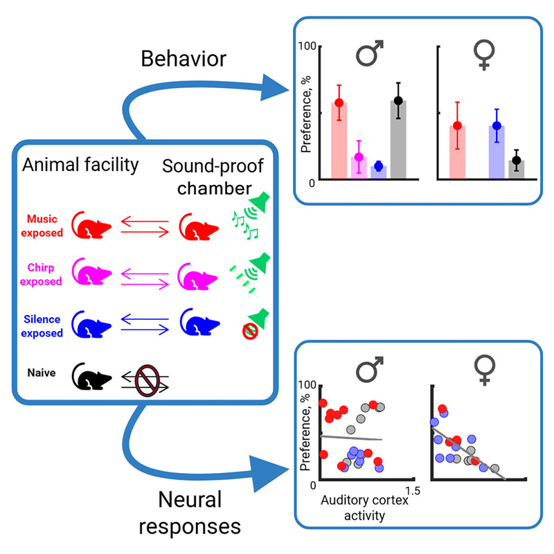 When Mice Meet Beethoven: How Early Sound Shapes the Brain Differently ...